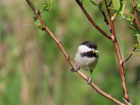 Chickadee คอน ภาพฟรีบน Pixabay Pixabay