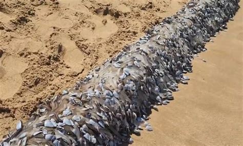 ظهور كائن فضائي في أستراليا ما قصته؟