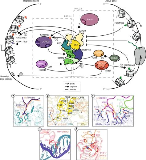Engaging Chromatin Prc2 Structure Meets Function Pmc