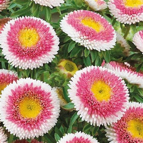 Pompon Hinomaru Aster Çiçeği Tohumu 50 Tohum Hızlı Gönderim