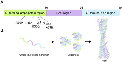 T Cells α Synuclein And Parkinson Disease Pmc