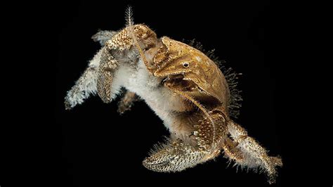 These Fuzzy Crabs Are Farming Food In Antarctica — Parley