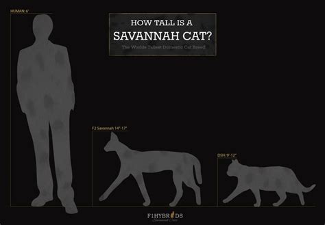 Domestic Cat Size Comparison Chart At Scott Gerber Blog
