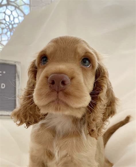 Meet Winnie The Cocker Spaniel With Puppy Eyes Becomes An Internet