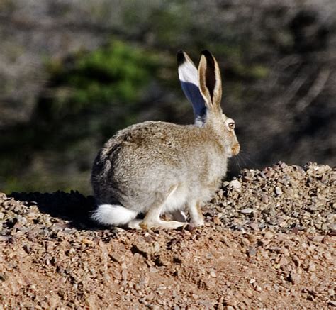 Lepus Townsendii