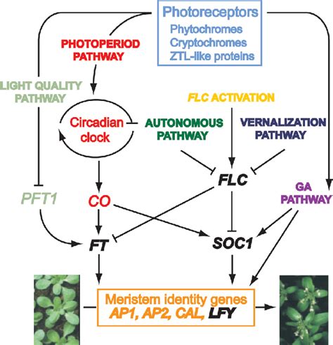 Figure 1 From Environmental Regulation Of Flowering Semantic Scholar