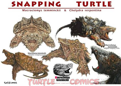 Turtle Comics Turtle Comics Poster分享6 Plus Snapping Turtle B Macroclemys Temminckii