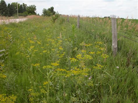 Q And A Why Doesnt Iowa Do Something About Wild Parsnip Integrated