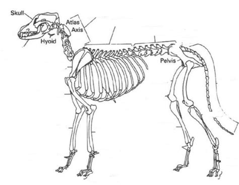 Dog Skeleton Diagram Quizlet