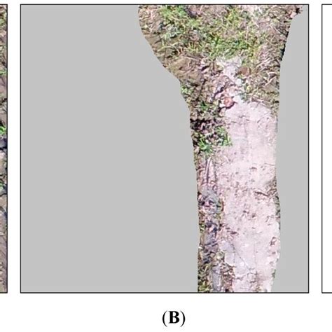 Example Of The Area Of Rice Seedling Annotations A Cropped Uav