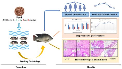 Effect Of Diet Supplemented With Nano Selenium On Reproductive