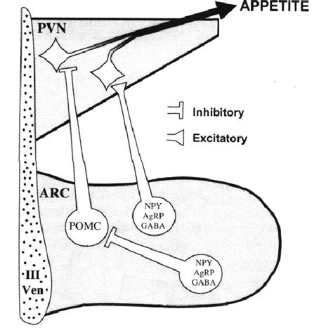 Pdf Nutrition And Human Health From A Sex Gender Perspective