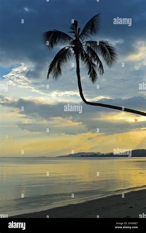 Silhouette Of A Coconut Palm Backlit Against A Colourful Sky During A