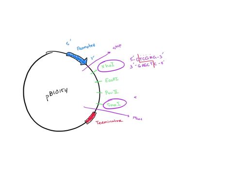 Solved Which Enzyme S Would You Use To Cut The Dna Sequence And