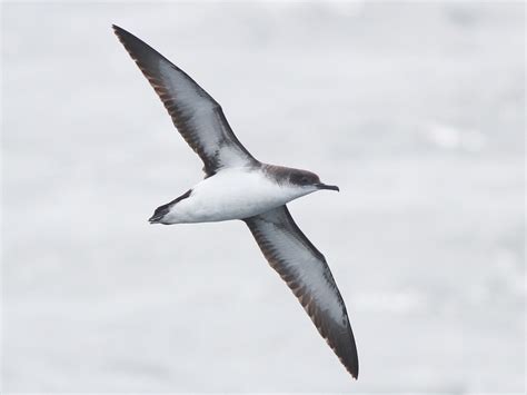 Manx Shearwater Ebird