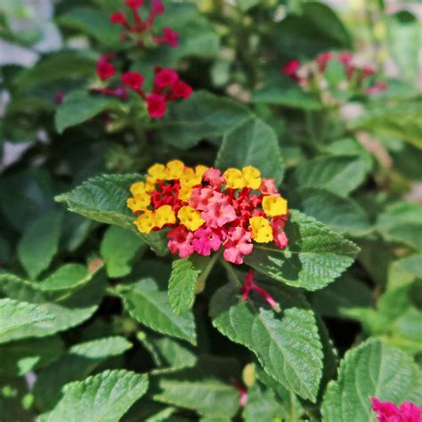 Shop ‘lantana Carnival Care And Growing Guide Planet Desert
