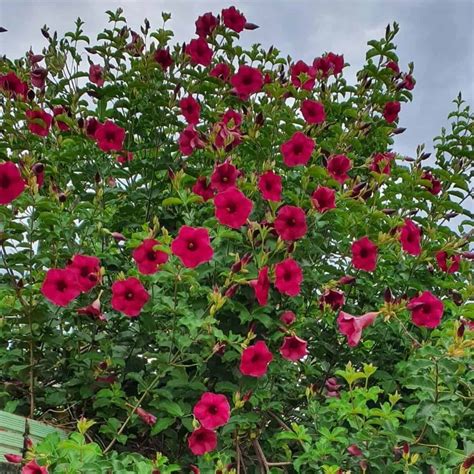 Allamanda Blanchetti Alamanda Roxa Uma Flor Repleta De Beleza E Perfume