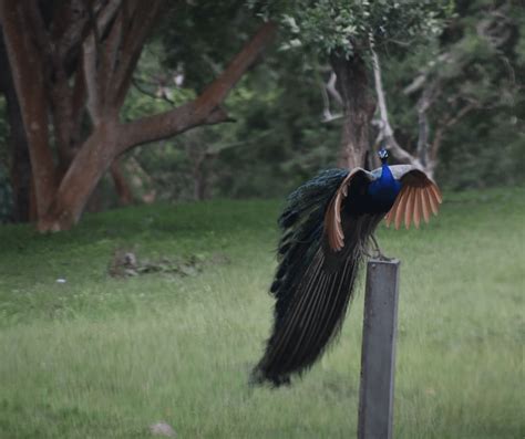 Safari In Südindien Mudumalai Und Bandipur