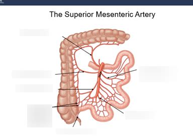 Diagram Of The Superior Mesenteric Artery Quizlet
