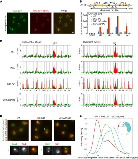 sir3 mediates long range chromosome interactions in budding yeast