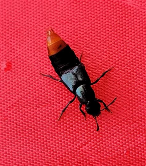 What Is This Bug Found In Maui About 75 Inches Long R Whatisthisbug
