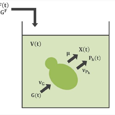 Dynamic System Modeled The Vessel Represents The Bioreactor And The