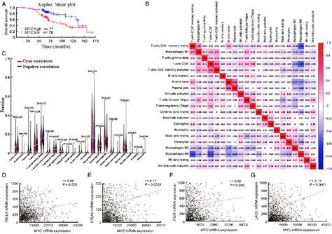 myc expression was related to prognosis and tiics in breast cancer