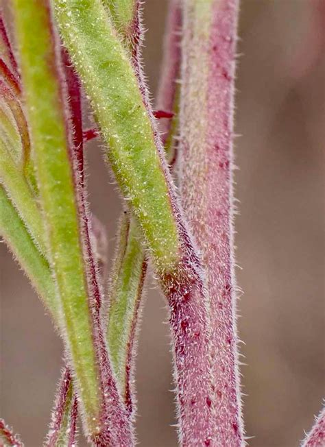 Cordylanthus Rigidus Ssp Littoralis Calflora