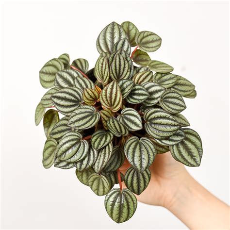 Peperomia Piccolo Banda