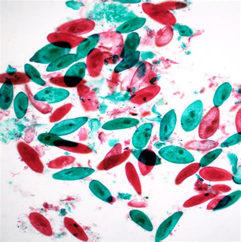 Bs 2081mh6 Multi Head Microscope