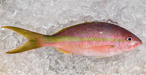 Yellowtail Snapper Filet First Class Florida Keys Seafood Market