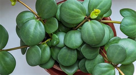 55 Different Types Of Peperomia Varieties For Indoor Gardens