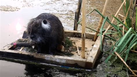 Invasive Nutria Found At Millerton Lake In Fresno County
