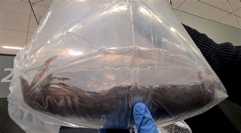 Some 170000 Endangered Glass Eels Found In Suitcases At Schiphol