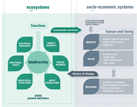 Conceptual Framework For Mapping And Assessment Of Ecosystems And Their Download Scientific