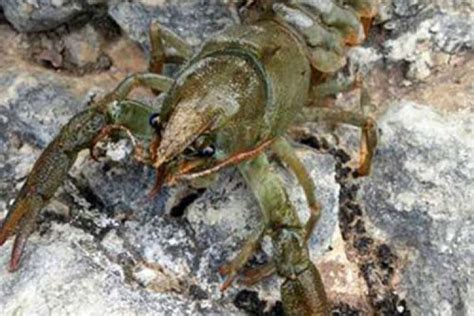 Fauna De La Serranía De Ronda Cangrejo De Río Austropotamobius