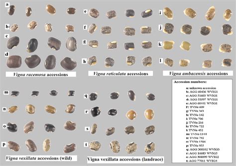 Microphotographs Illustrating Seed Morphology Of Some Wild Vigna Download Scientific Diagram