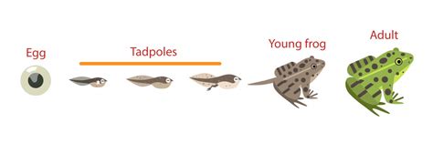 Life Cycle Of A Toad