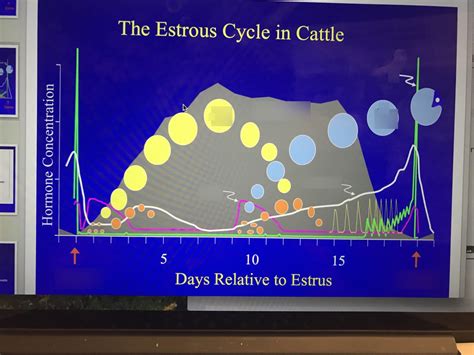 Estrous Cycle In Cattle Diagram Quizlet