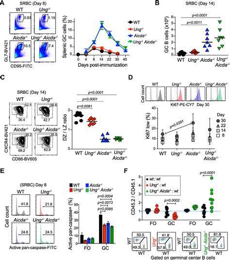 Figure 1 From The Uracil Dna Glycosylase Ung Protects The Fitness Of