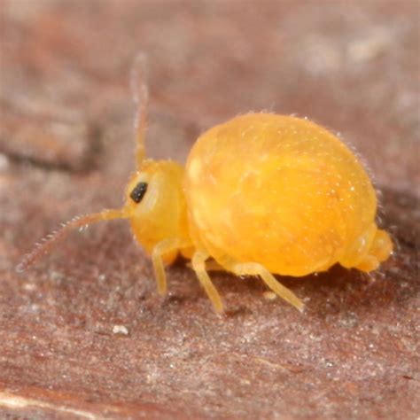 Globular Springtail 4 Bourletiella Hortensis Bugguidenet