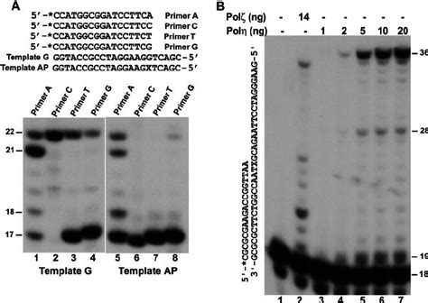 extension synthesis from opposite the ap site by yeast pol h a