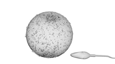 Human Egg With Sperm Cell 3d Model In Other 3dexport