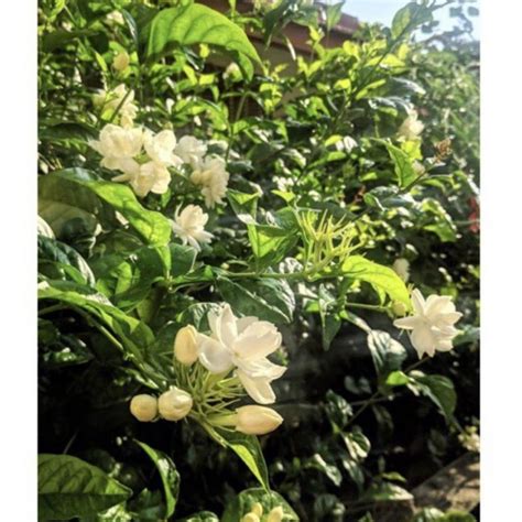 Pokok Bunga Melorjasmine Wangiii Shopee Malaysia
