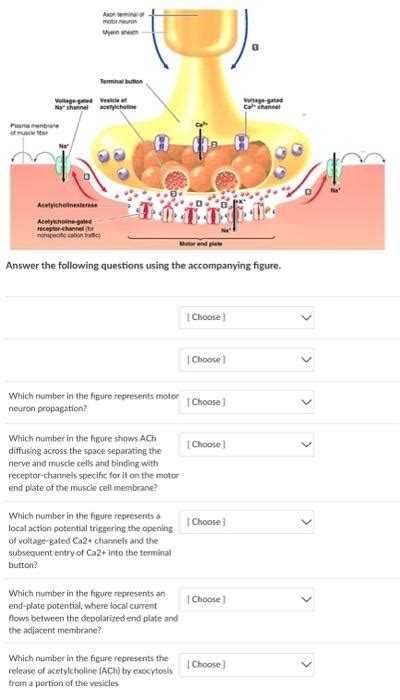 Solved Please Use The Diagram To Match The Numbers With The Chegg Com