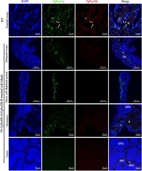 Figure 7 From Functional Divergence Of Multiple Duplicated Foxl2 Homeologs And Alleles In A
