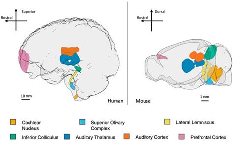 Incidence Of Otolaryngological Manifestations In Individuals With Asd Encyclopedia Mdpi