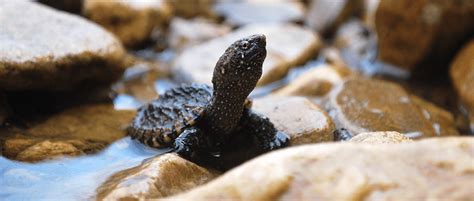 Mercury And Agriculture Skew Snapping Turtle Sex Ratios The Wildlife Society