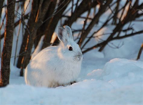 Snowshoe Hare Winter Habitat At Jeffery Thompson Blog