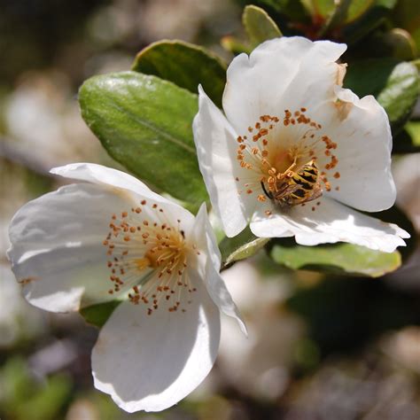 Ulmo Todonativo Vivero De Plantas Nativas Del Sur De Chile